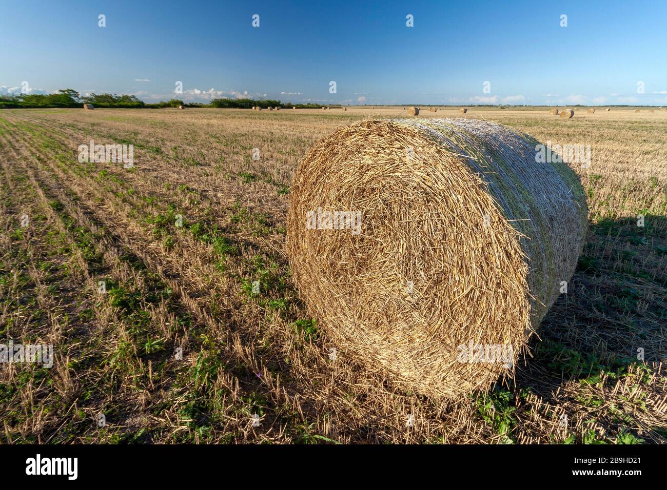 Agriculture field with hay bales and blue sky. Rural nature in the farm ...