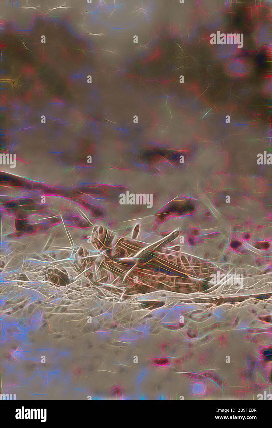 Locust plagues in Palestine. Locust laying her eggs. Showing ...