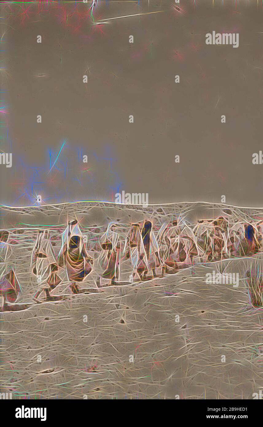 Locust plagues in Palestine. Methods of fighting the locust plague. The ...