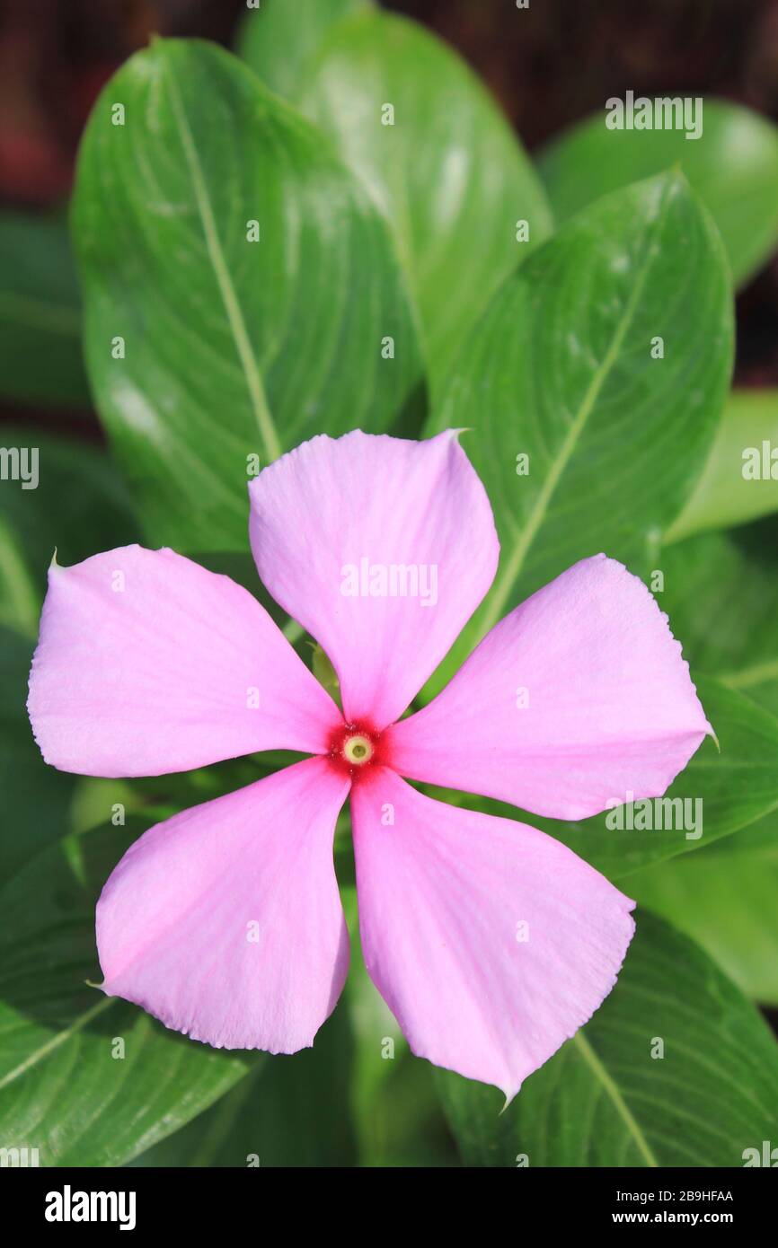 Periwinkle flower hi-res stock photography and images - Alamy