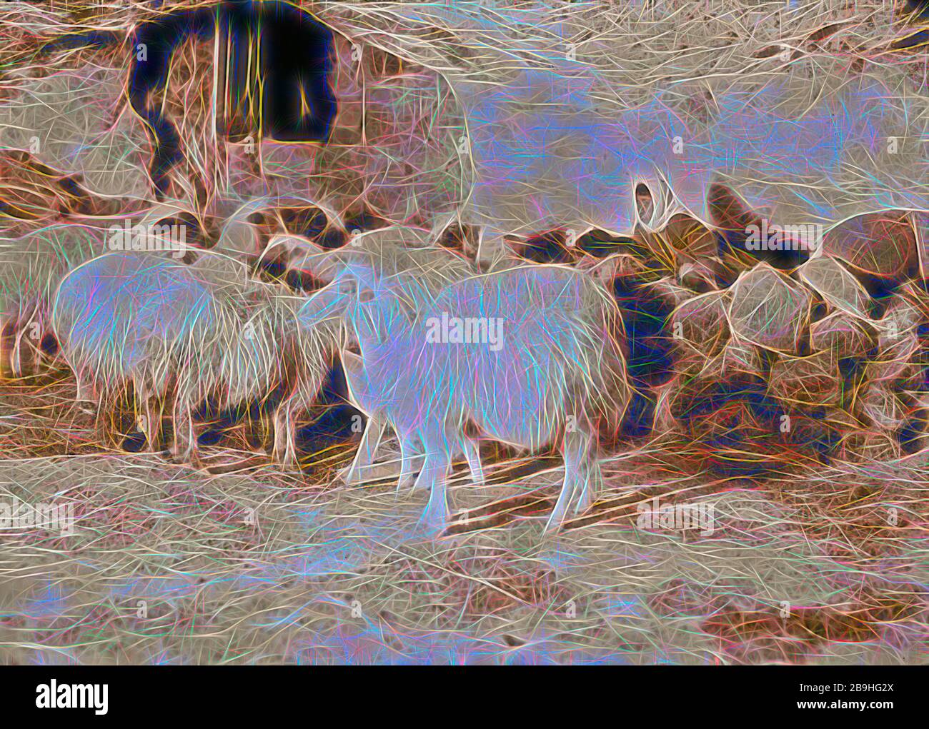 Shepherds fields bethlehem israel hi-res stock photography and images ...