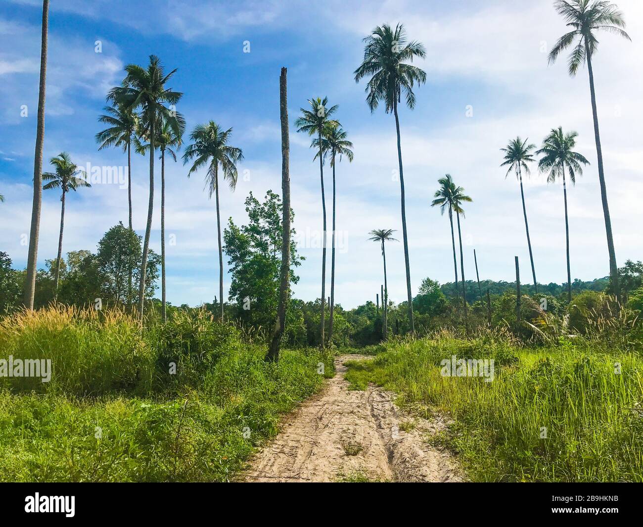 Coconut forest coast line with sand road to sea beach nature landscape ...