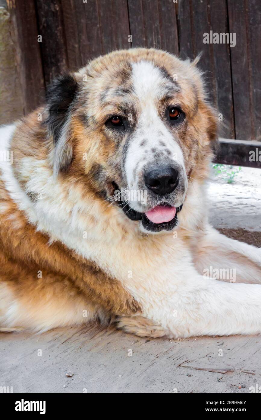 Portrait of Central Asian Shepherd (Alabai Stock Photo - Alamy