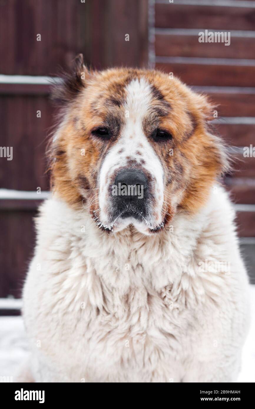 Portrait of Central Asian Shepherd (Alabai Stock Photo - Alamy