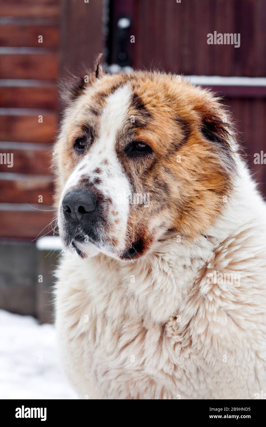 Alabai hi-res stock photography and images - Alamy