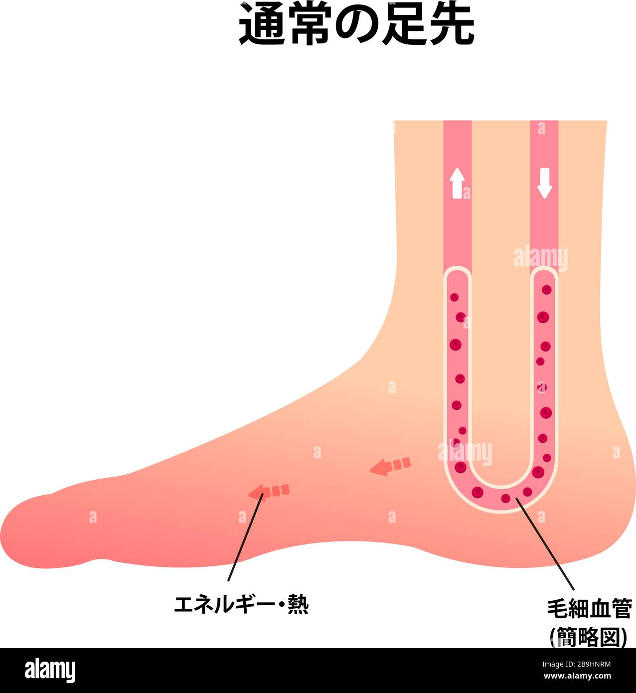 Normal foot hi-res stock photography and images - Alamy