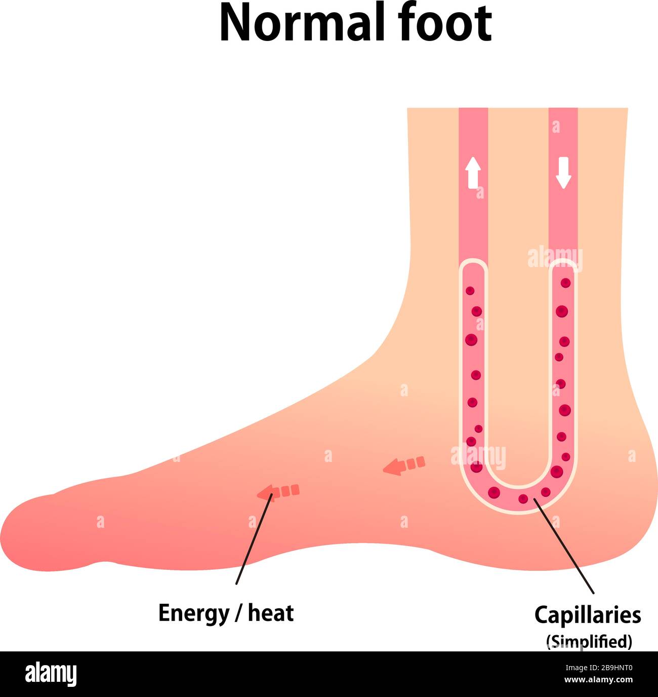 Normal foot blood circulation illustration Stock Vector Image & Art - Alamy