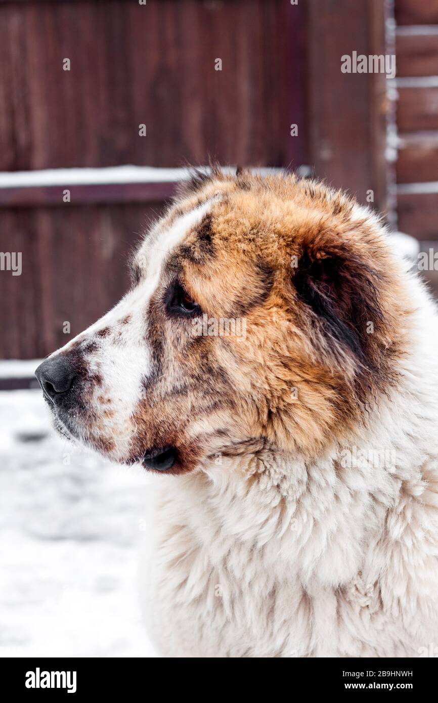 Turkmen shepherd dog hi-res stock photography and images - Alamy