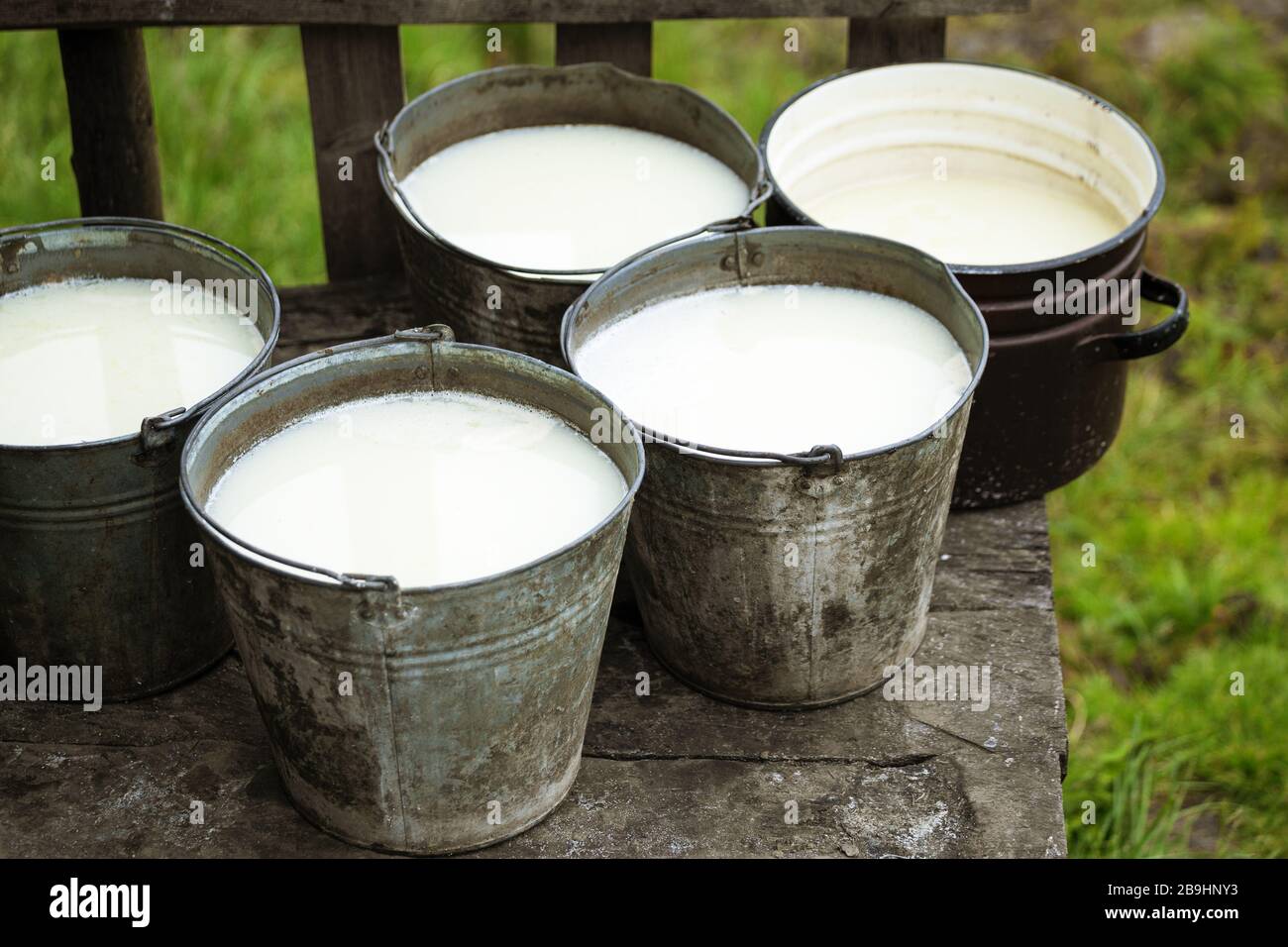 Buckets of whey left after making homemade cottage cheese on rural ...