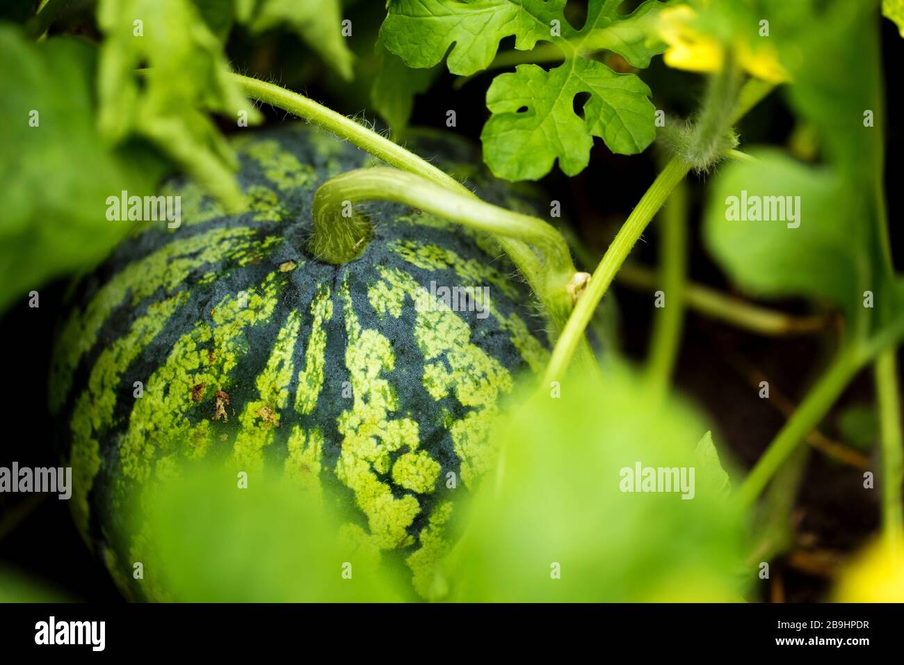 Watermelon field hi-res stock photography and images - Alamy