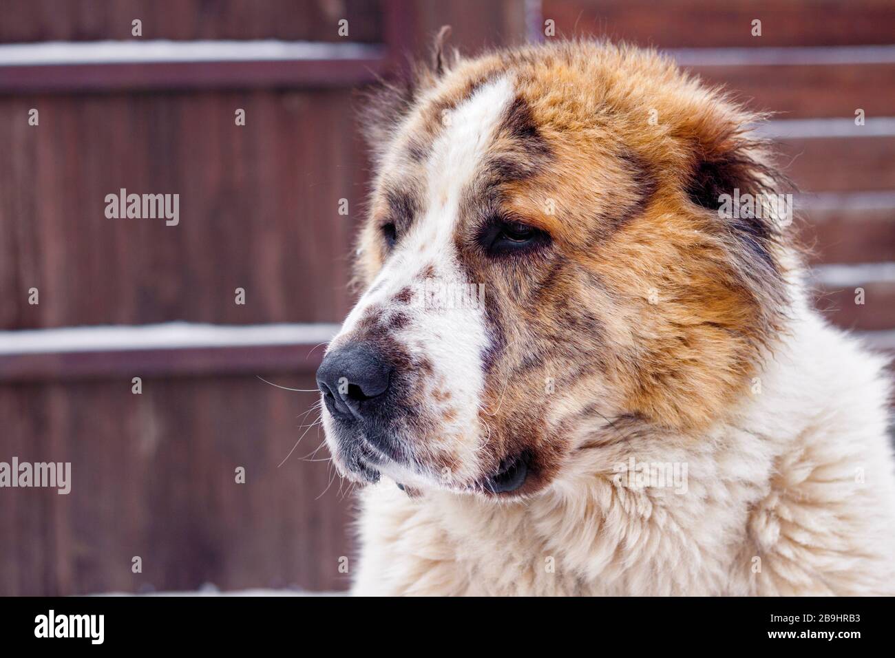 Portrait of Central Asian Shepherd (Alabai Stock Photo - Alamy