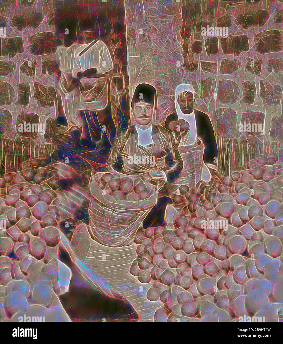 Jaffa orange culture. Grading oranges. 1900, Israel, Tel Aviv Stock ...