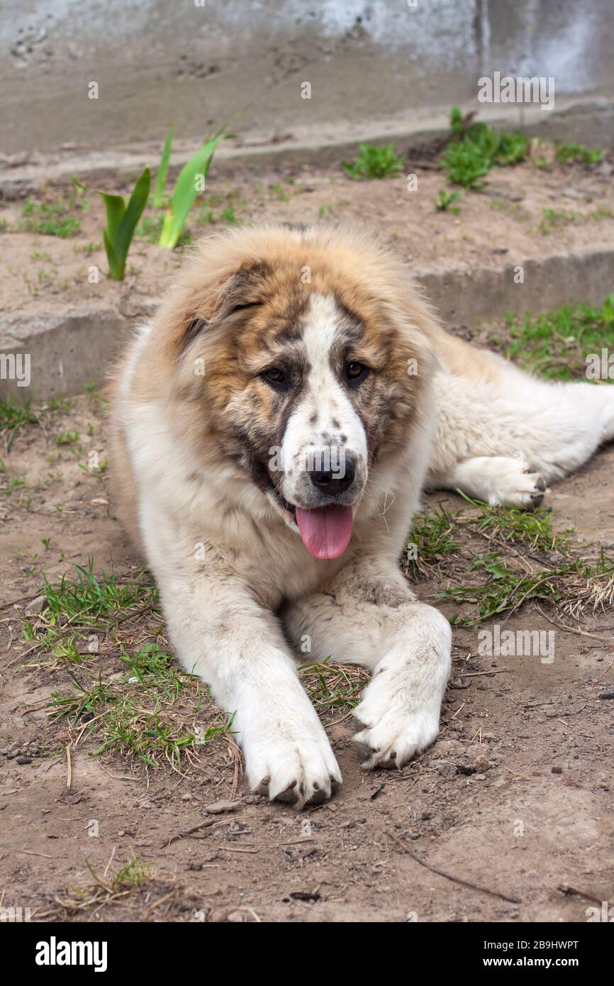 Dog breed alabai hi-res stock photography and images - Alamy