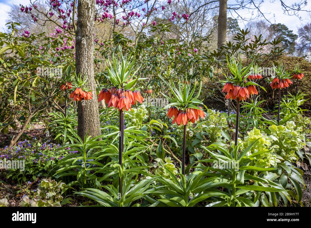 Tall red fritillaria imperialis, crown imperial fritillary, 'Rubra ...