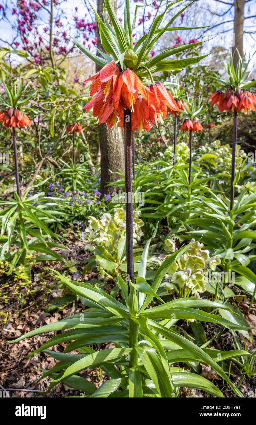 Tall red fritillaria imperialis, crown imperial fritillary, 'Rubra ...
