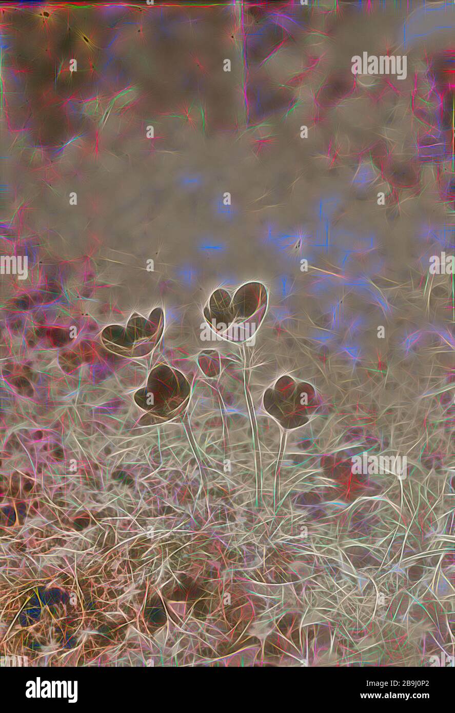 Wild flowers of Palestine. (Taken in their natural settings) 'Lily of ...