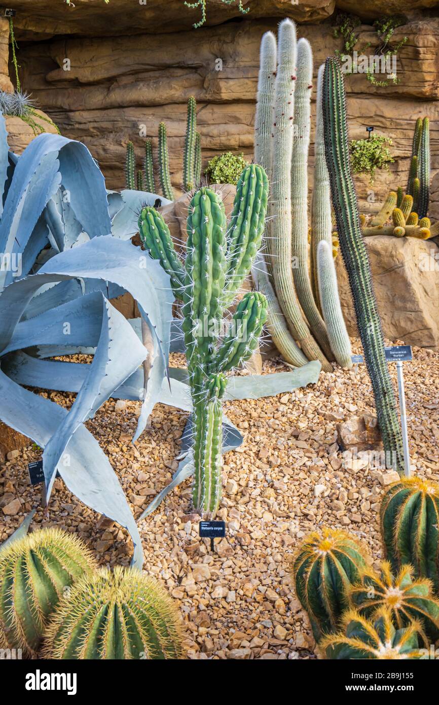 Display of cacti in the Glasshouse at RHS Garden, Wisley, Surrey, south ...