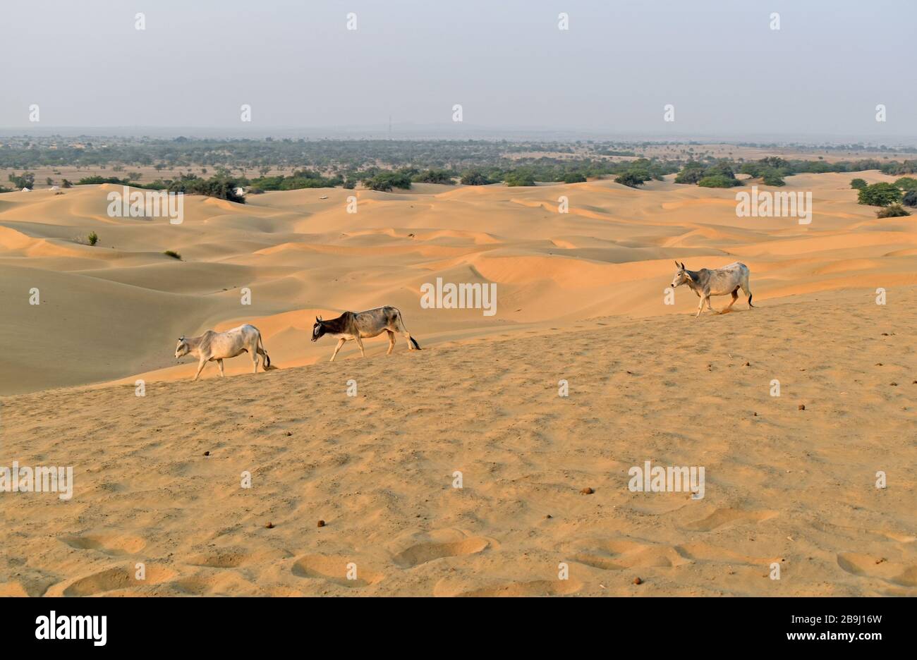 Thar desert animals hi-res stock photography and images - Alamy