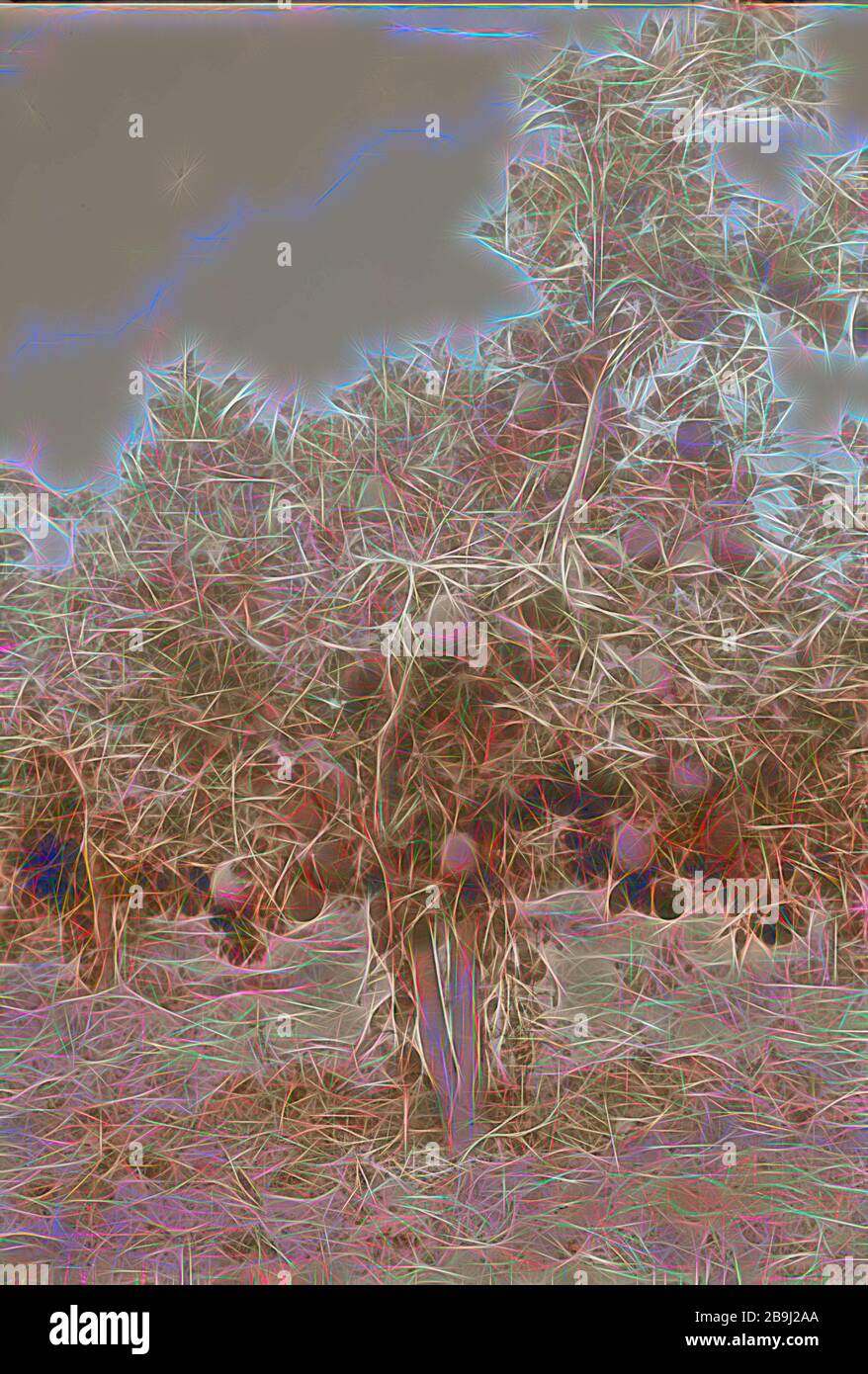 Jaffa. Packing & exporting oranges. 1898, Israel, Tel Aviv Stock Photo ...