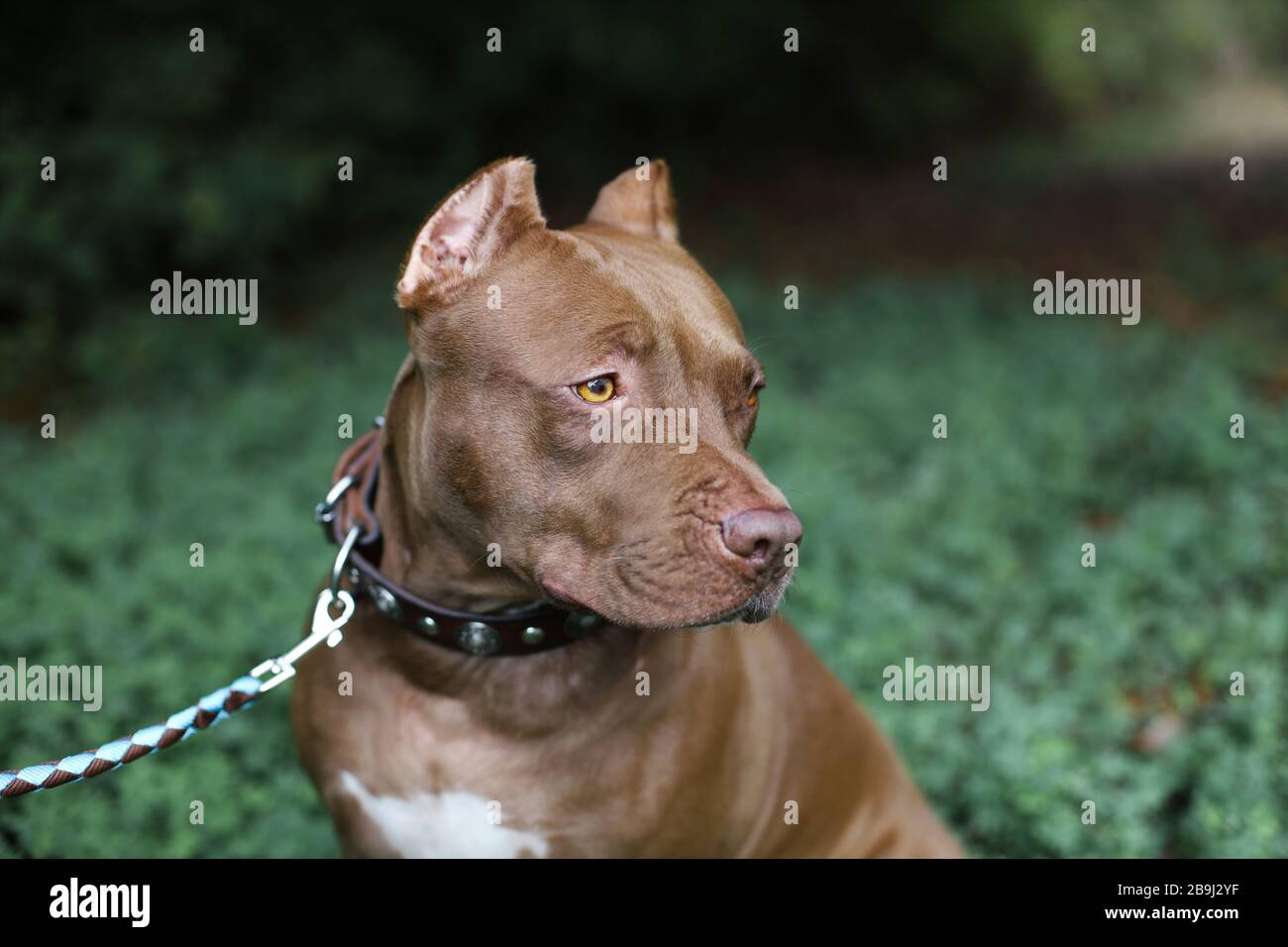 Yellow pit bull hi-res stock photography and images - Alamy