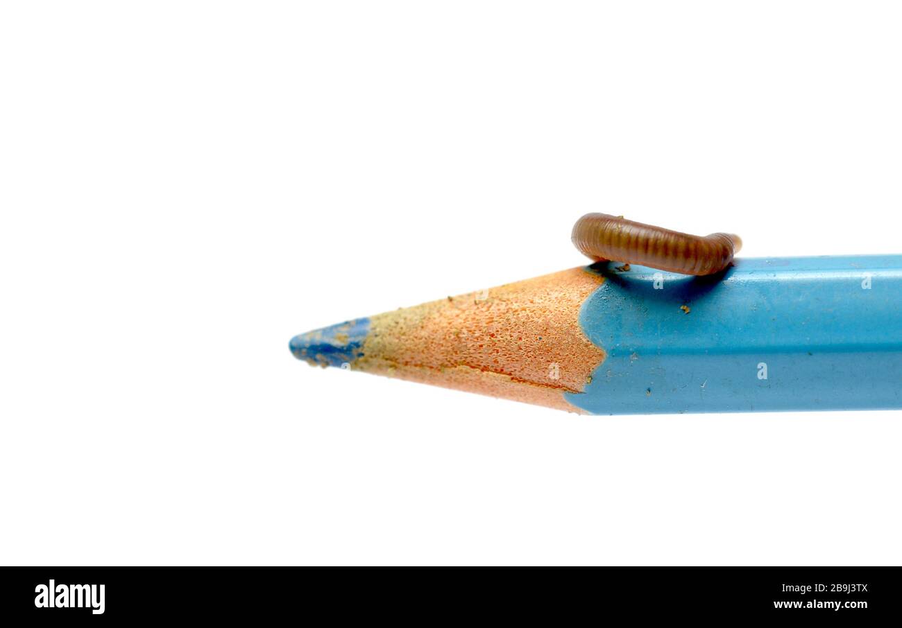 Pencil worm hi-res stock photography and images - Alamy