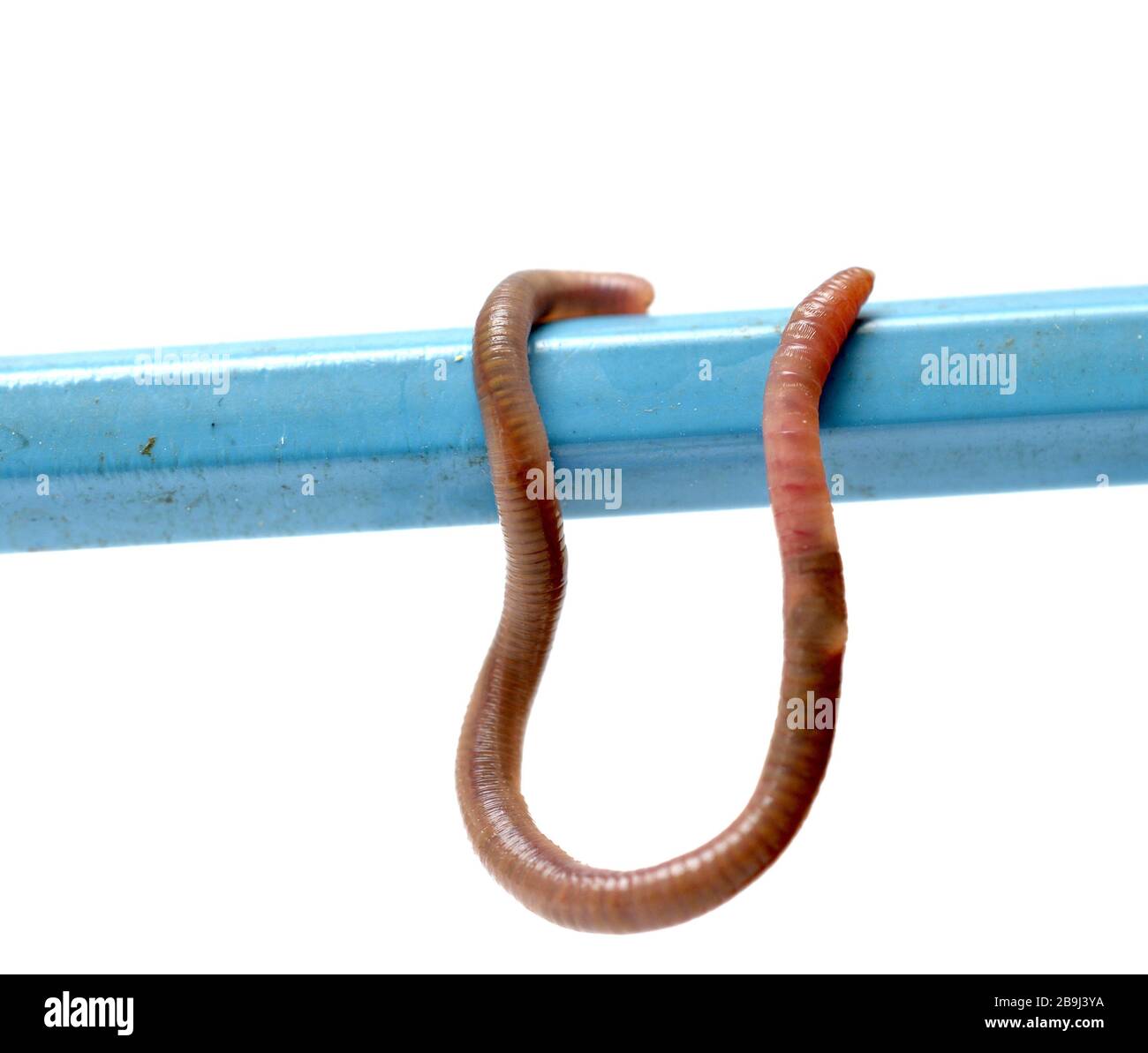 earth worm crawling on a blue pencil Stock Photo - Alamy
