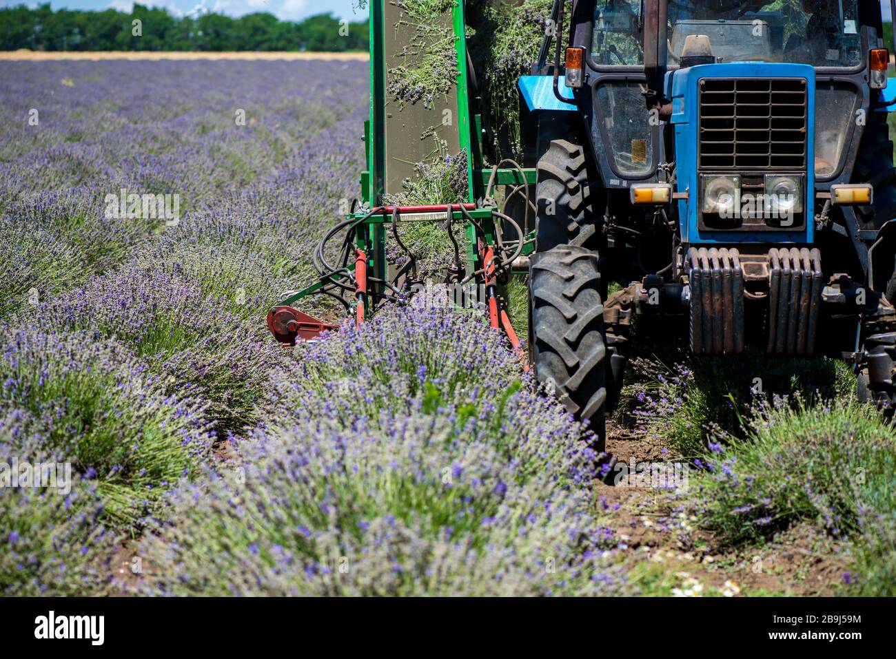 Lavender field mechanical harvesting combine hi-res stock photography ...