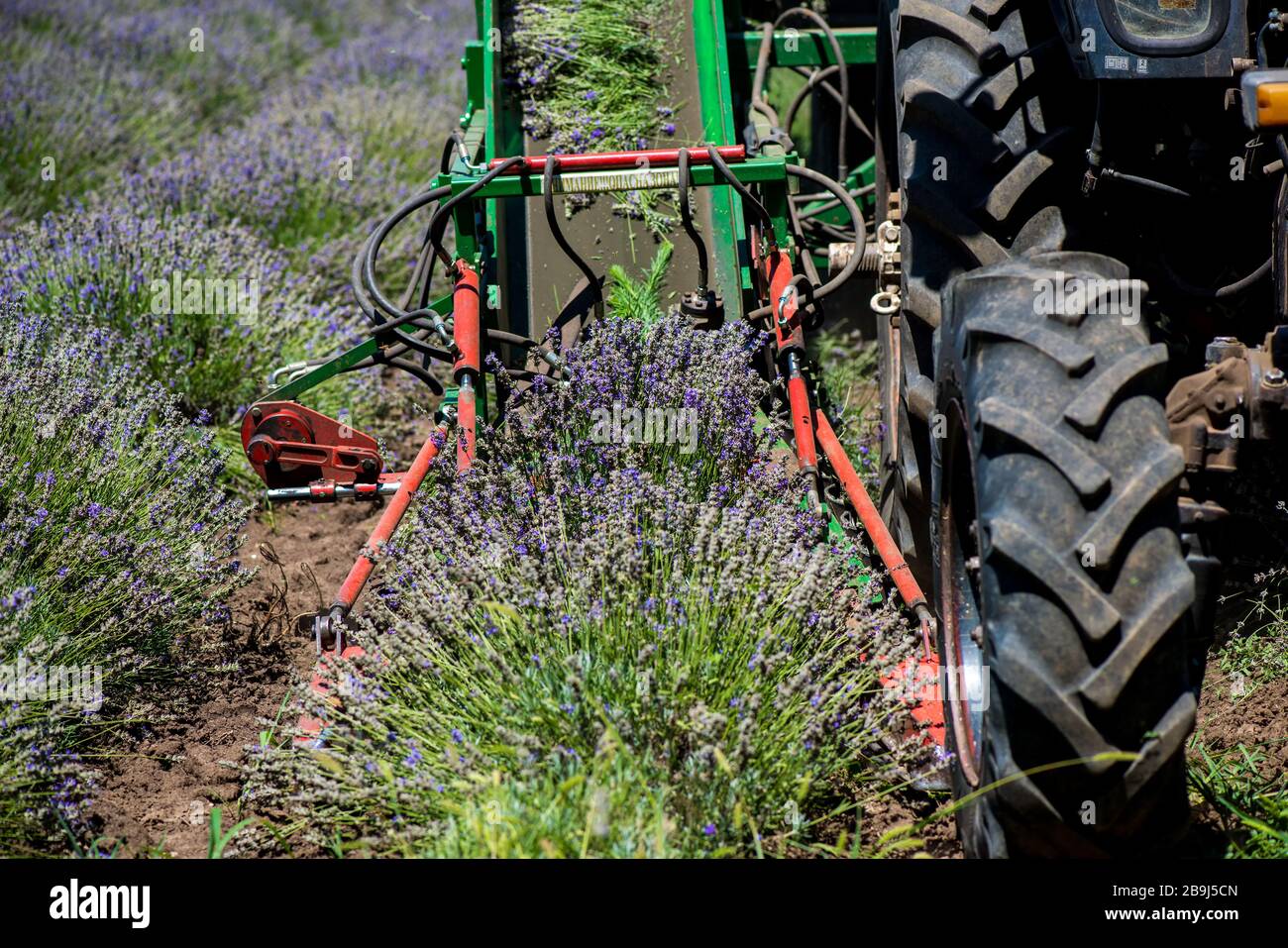 Lavender field mechanical harvesting combine hi-res stock photography ...