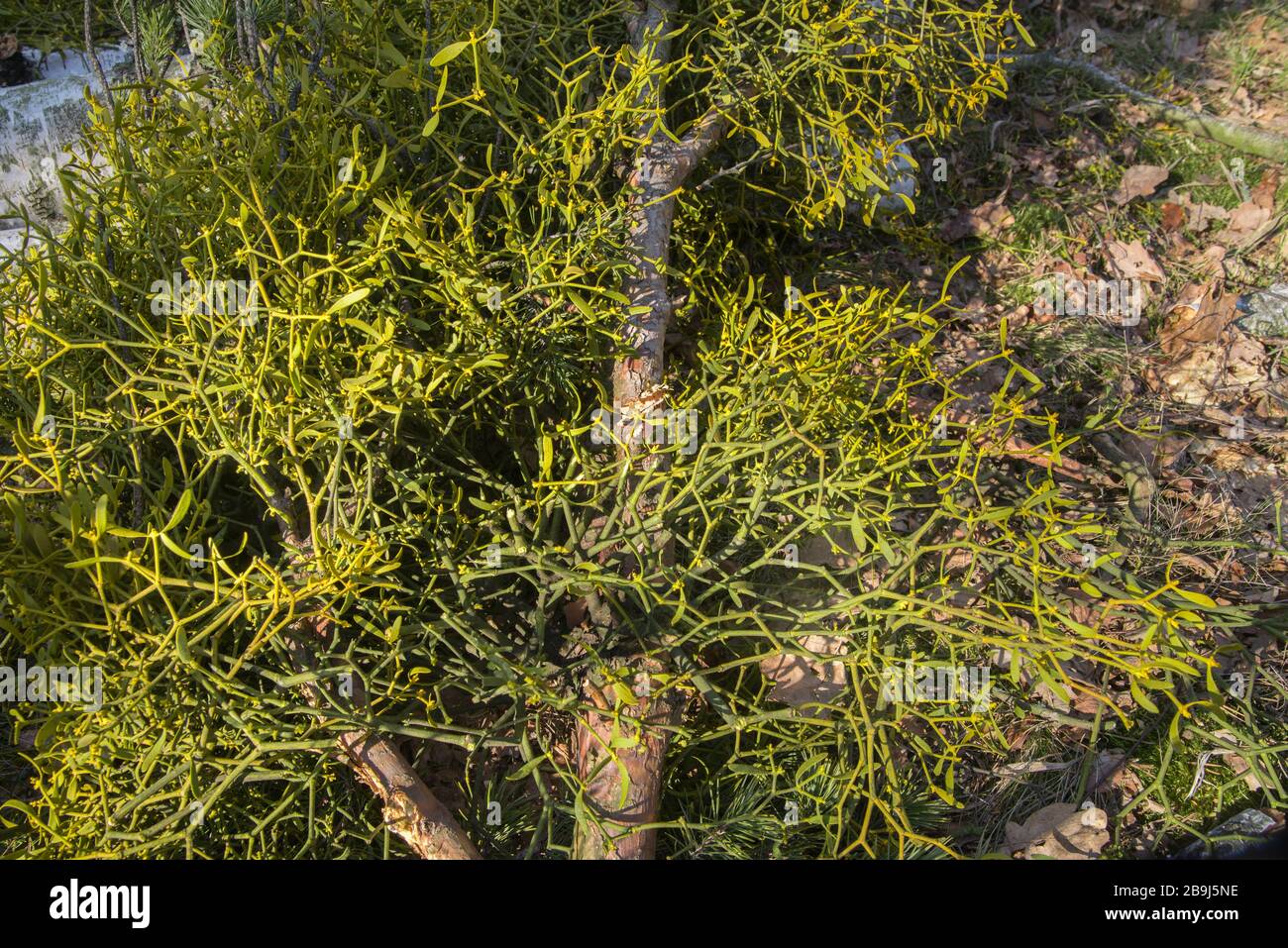 Branch of viscum mistletoe hi-res stock photography and images - Alamy