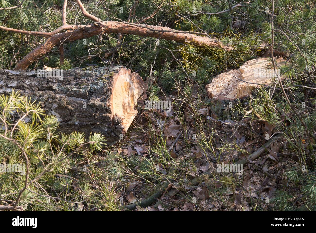 cut birch tree Stock Photo - Alamy