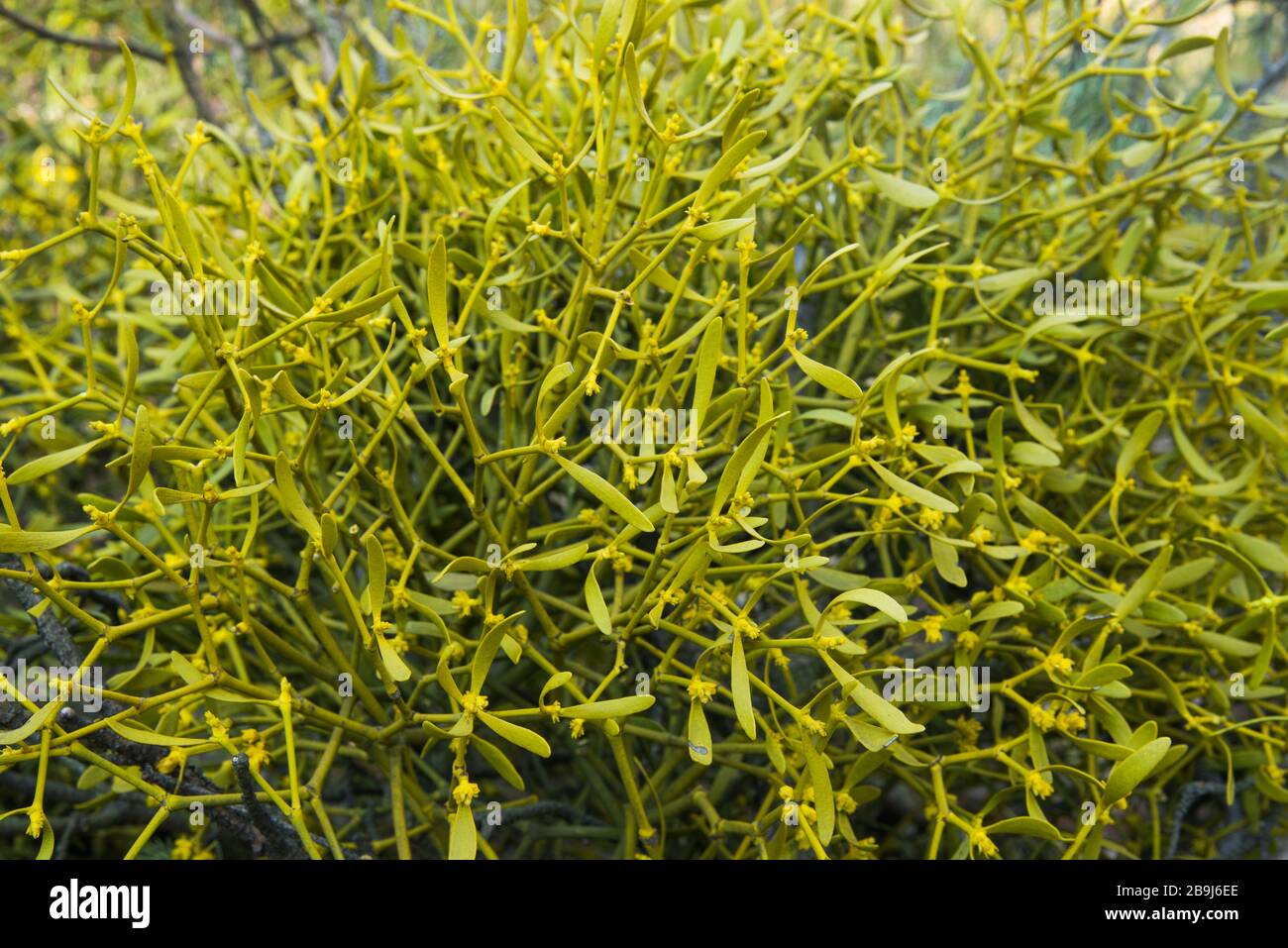 green mistletoe leaves (viscum album) growing on tree branch Stock ...