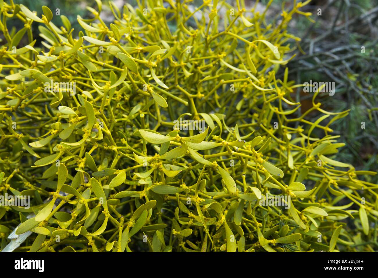 green mistletoe leaves (viscum album) growing on tree branch Stock ...