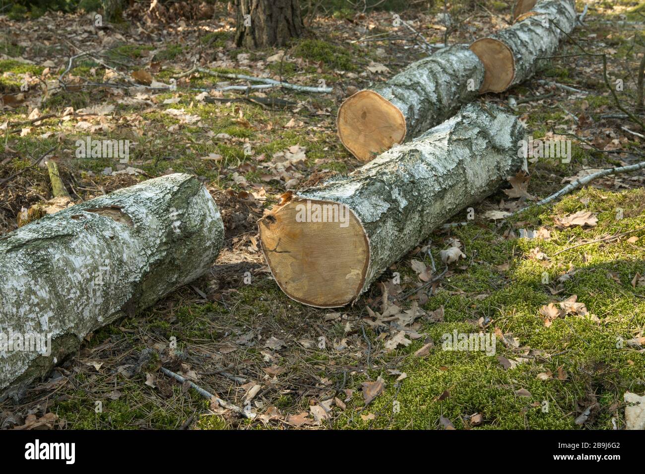 cut birch tree Stock Photo - Alamy