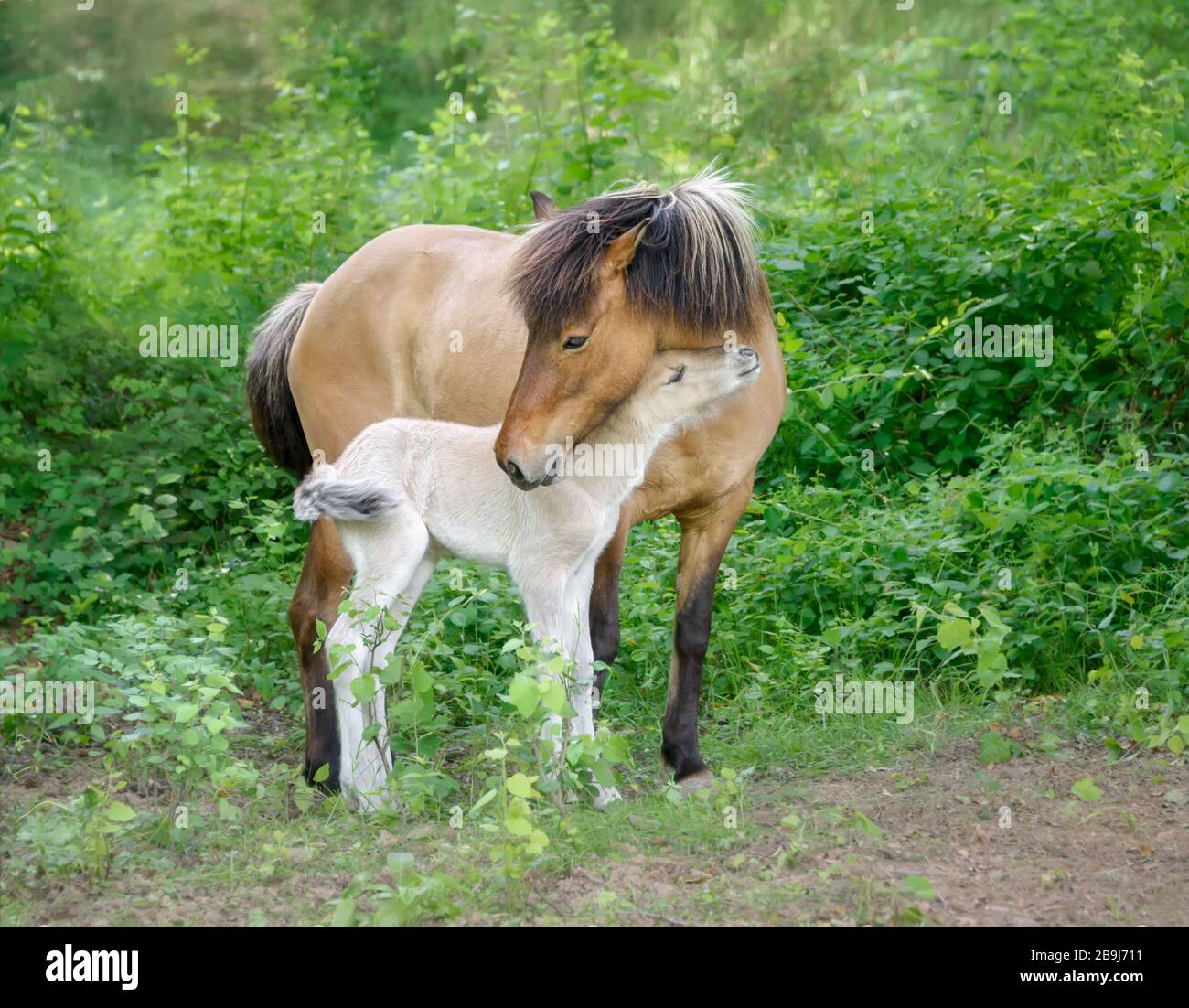Icelandic horses, mare with young foal standing side by side in front ...