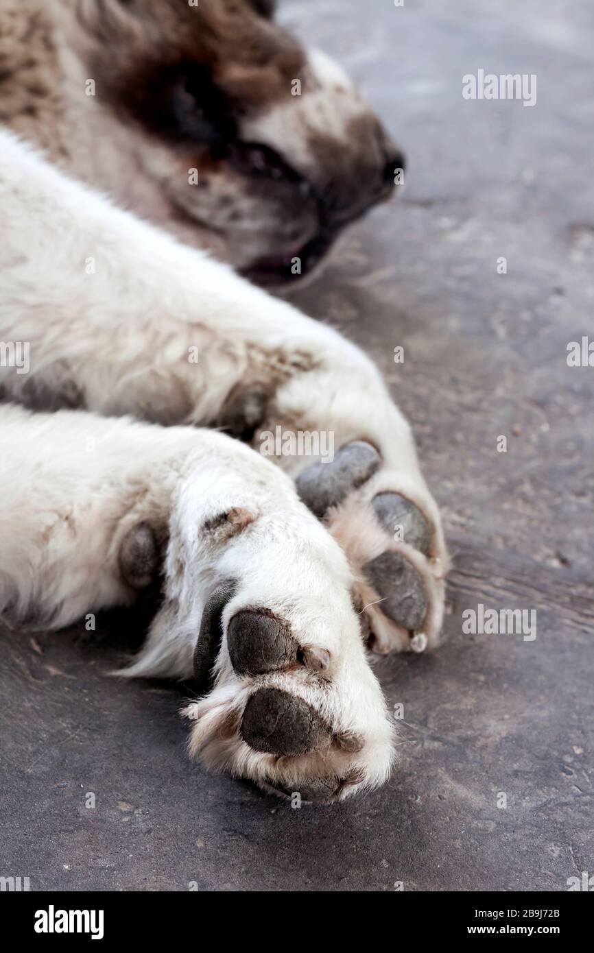White central asian shepherd hi-res stock photography and images - Alamy