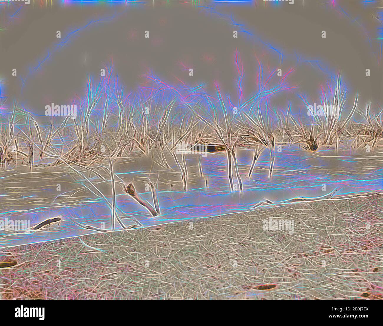 Around the Dead Sea (Bahr Lut) Submerged forest at Ghor El Mazraa. 1898 ...