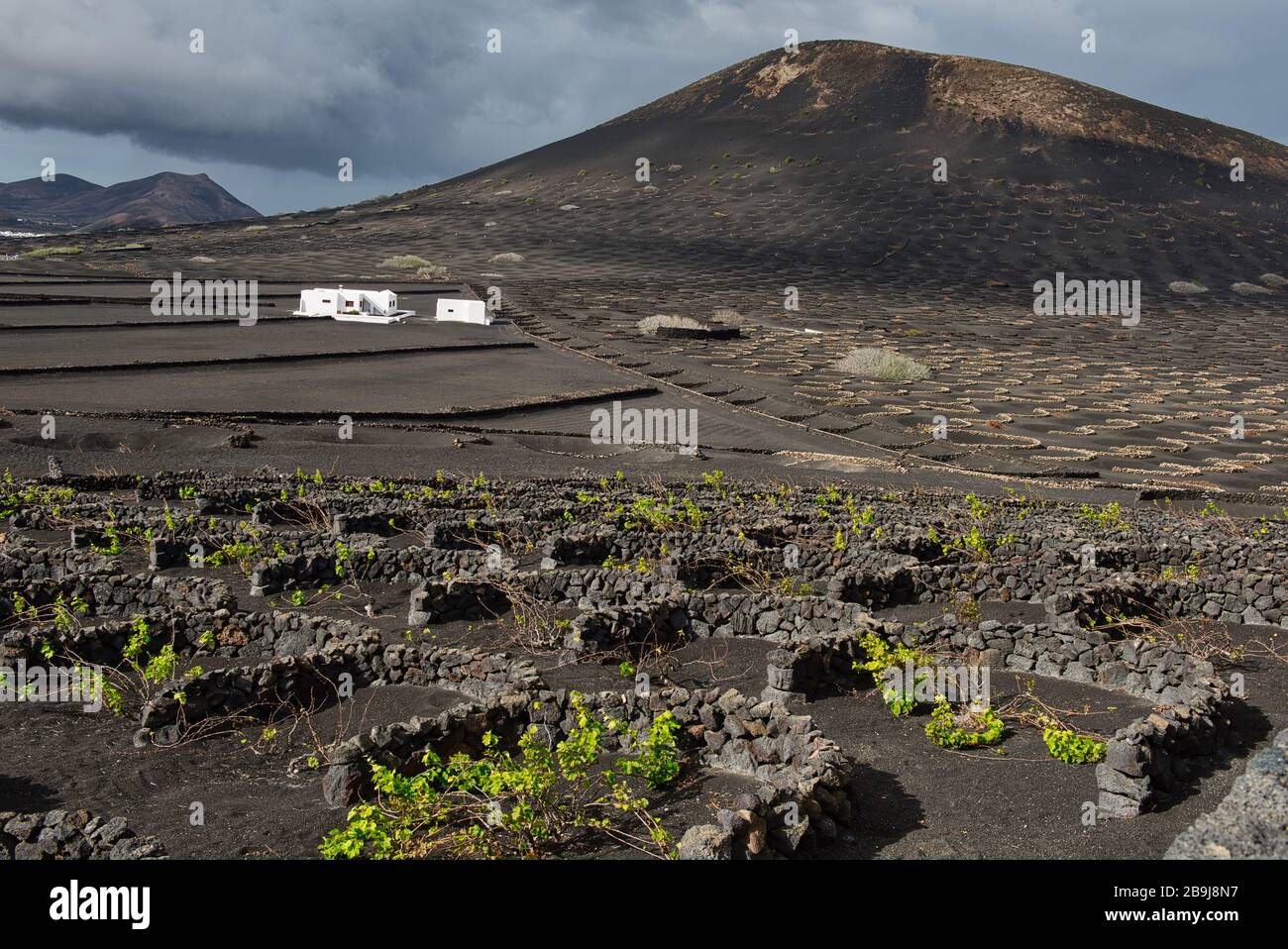 Spanien, Spain, Lanzarote view to La Geria, Palme, Vulkan, Pflanze, beach, black, island ...