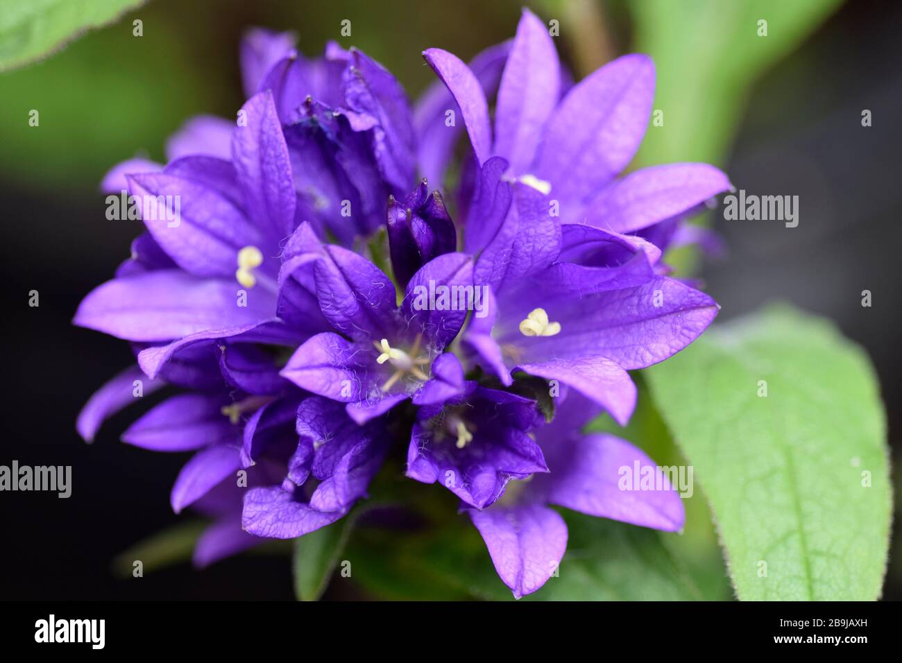 Cluster of bellflower hi-res stock photography and images - Alamy
