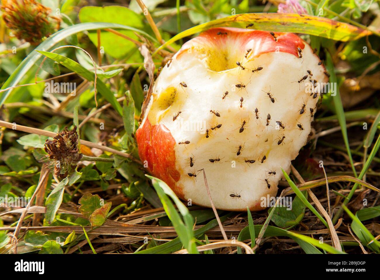 Group ants on ground close hi-res stock photography and images - Alamy