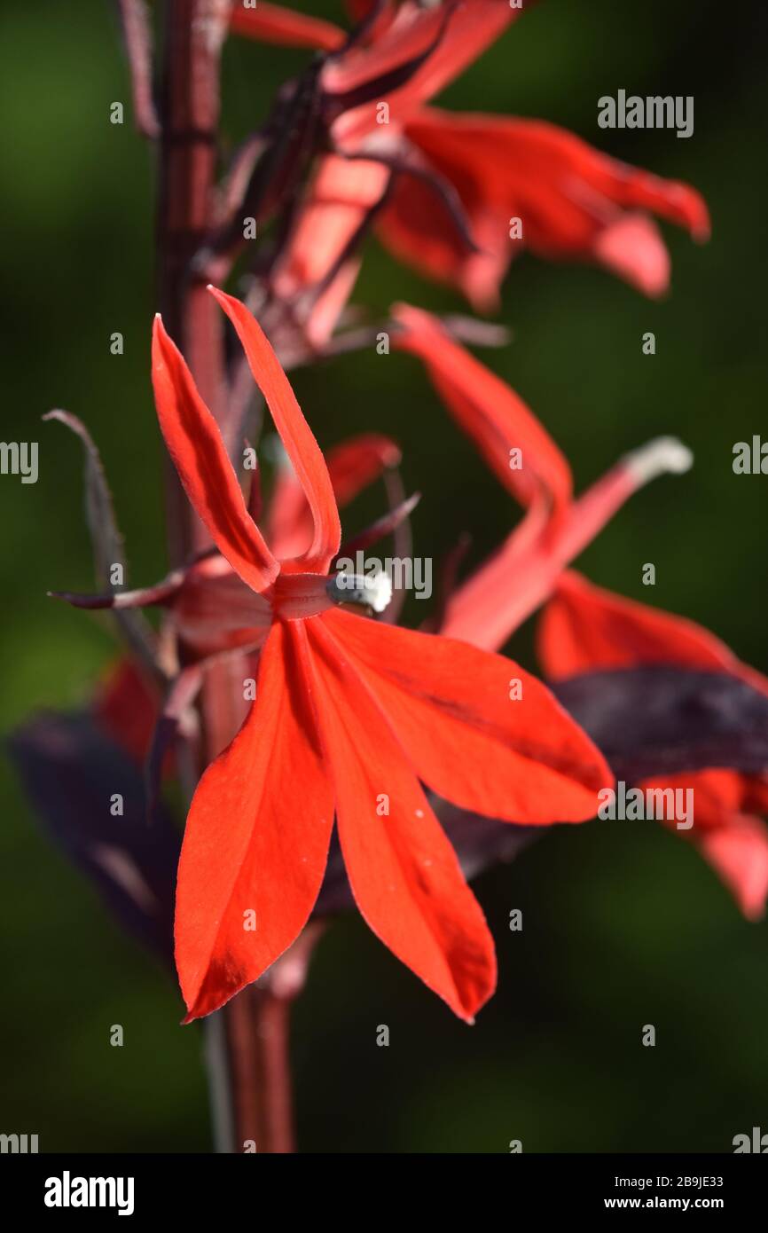 Red flowers of Cardinal Flower, Lobelia Cardinalis, Lobeliaceae Stock ...