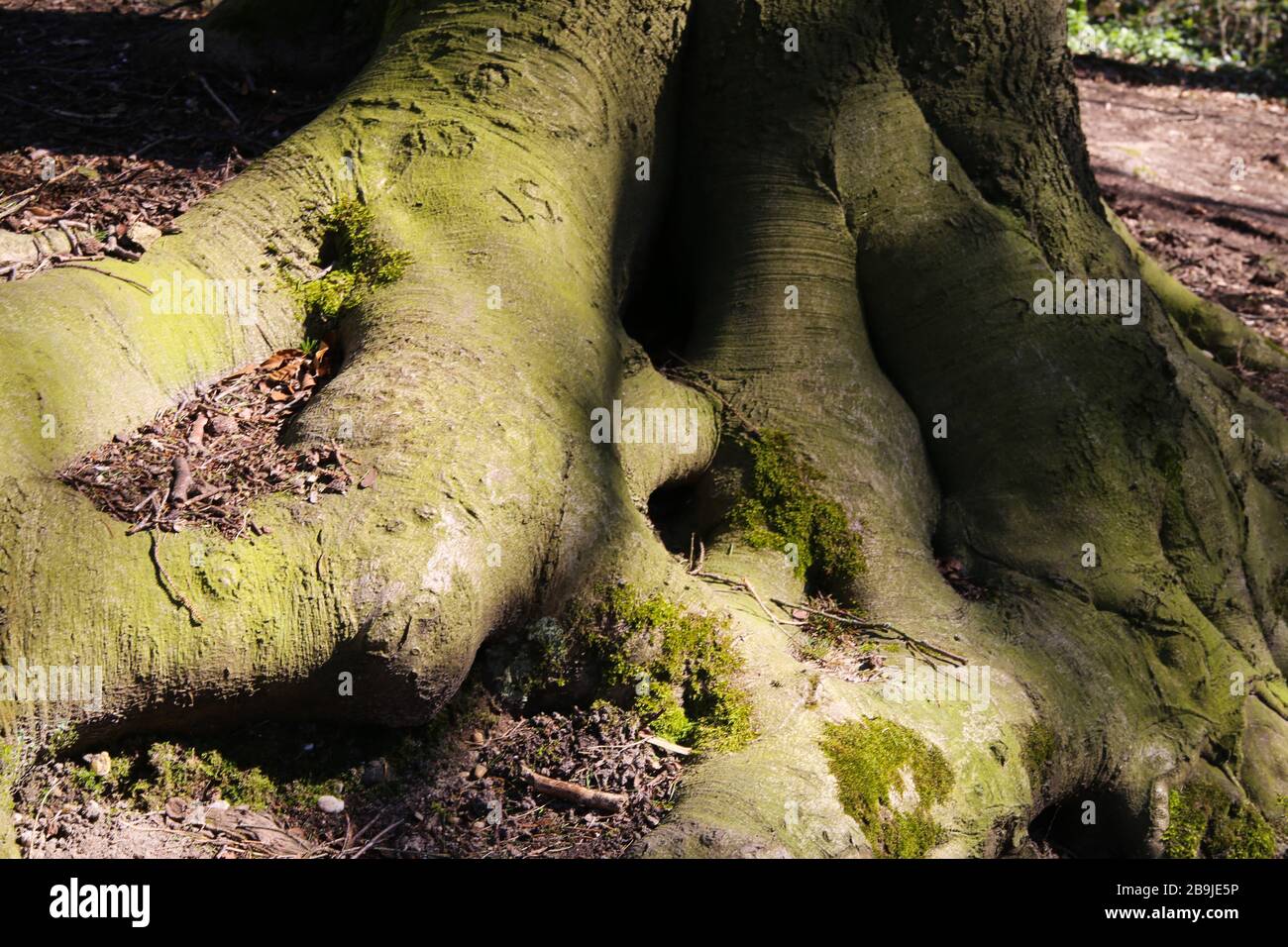 Close up of old beech tree roots in german forest - Germany Stock Photo ...