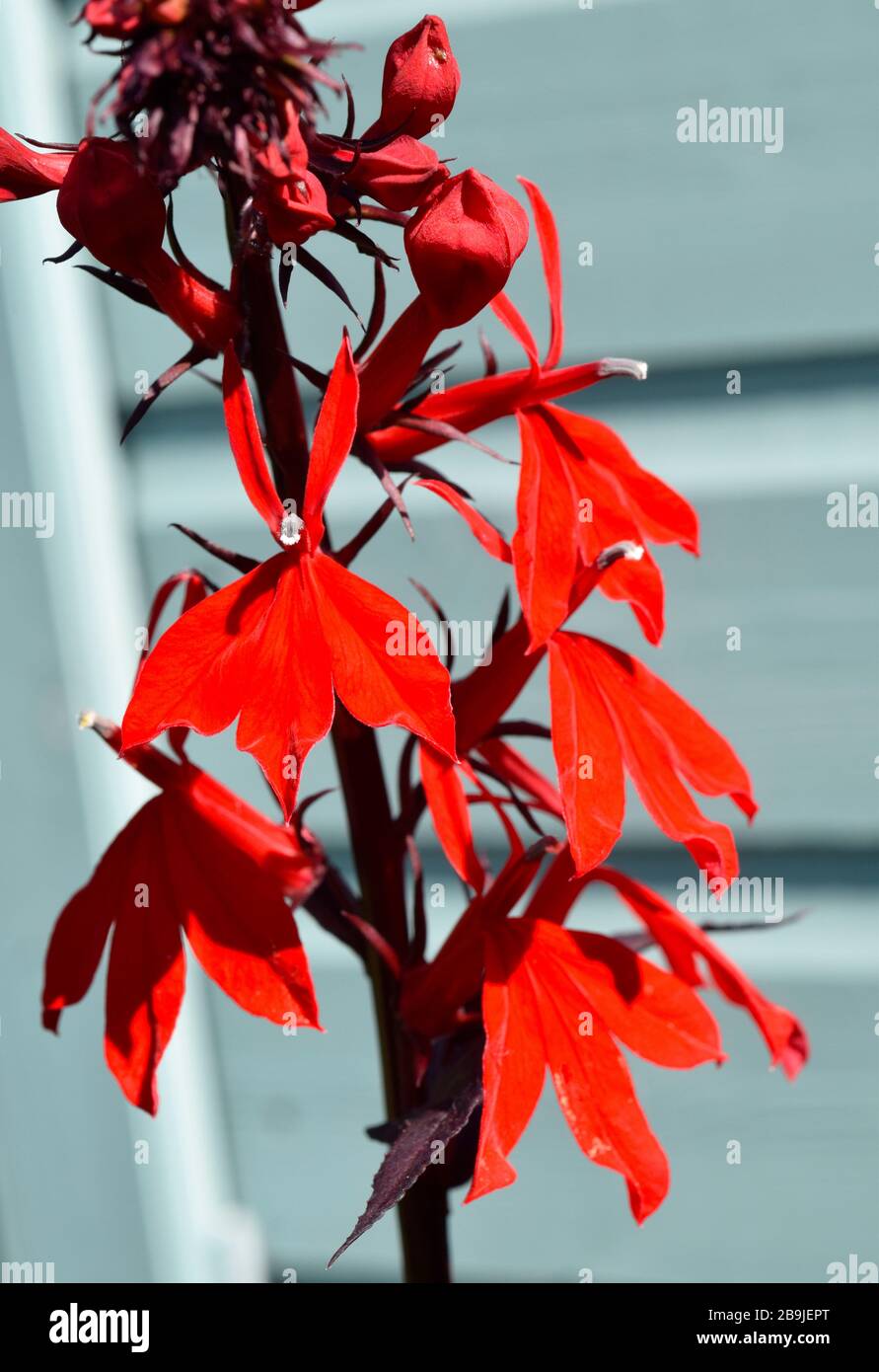 Red flowers of Cardinal Flower, Lobelia Cardinalis, Lobeliaceae Stock ...