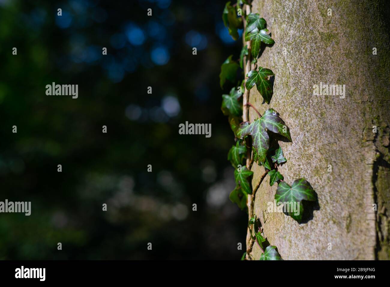 himalayan ivy grows on a beech tree and is illuminated by the sun Stock ...