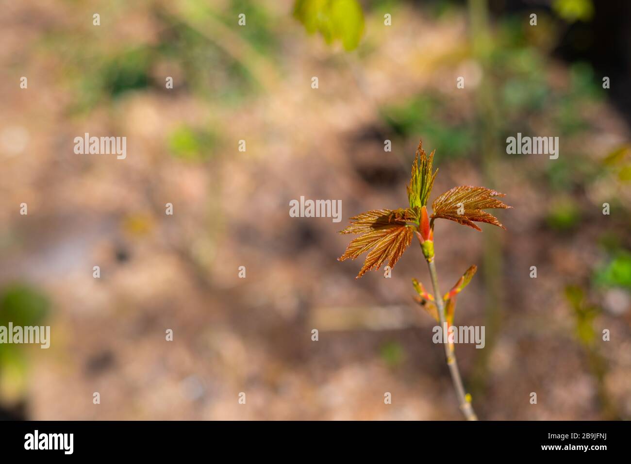 A maple tree leaf illuminated by the sun in its growth Stock Photo - Alamy