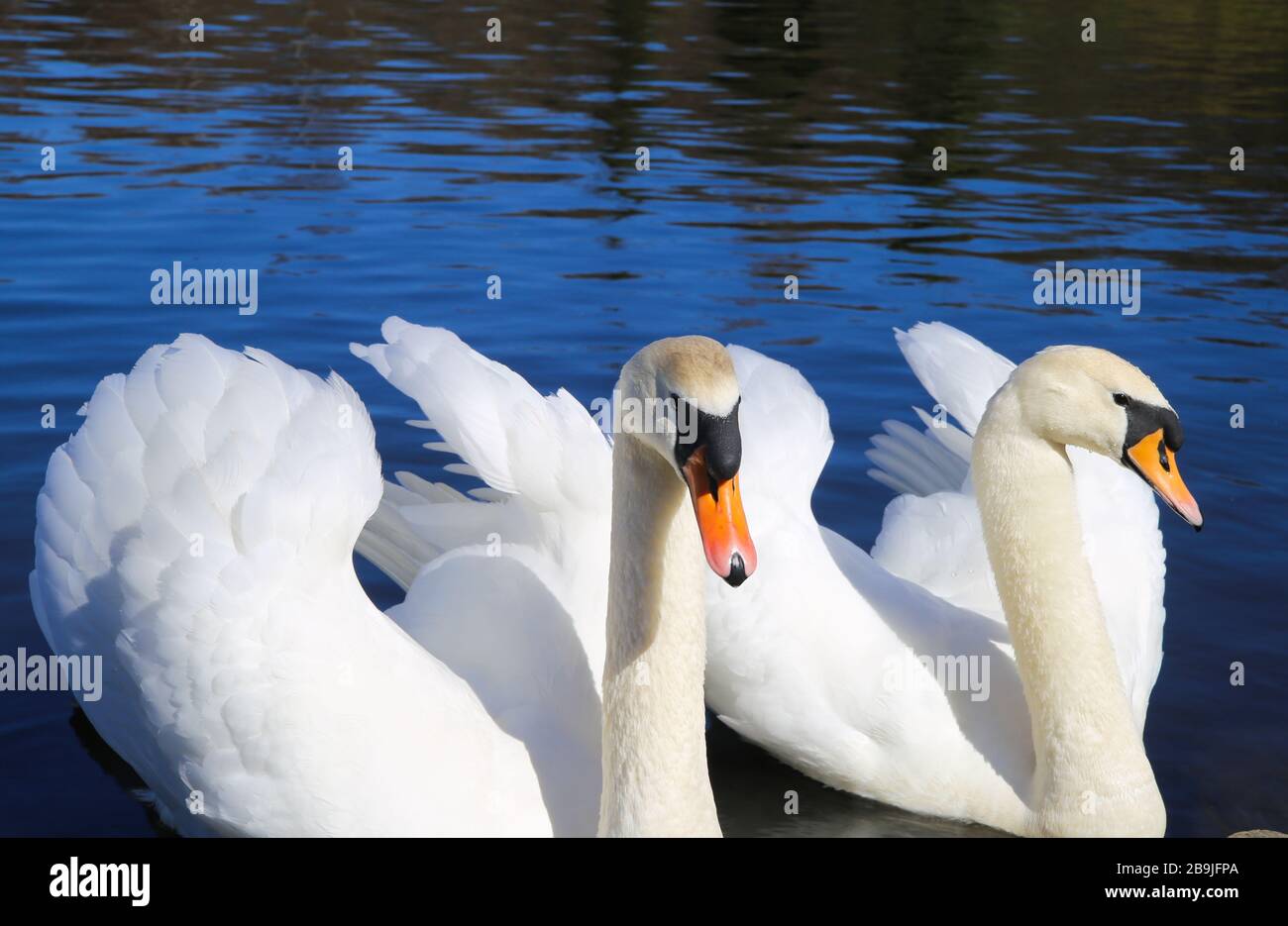 Close up of two isolated swans at lakeside in water - Germany, Viersen ...