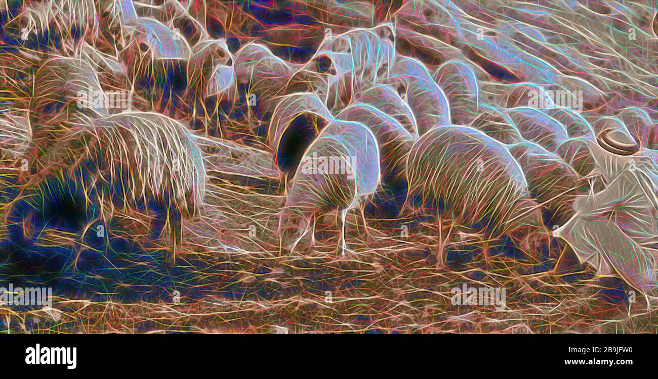 23rd Psalm, sheep 1898, Middle East, Israel and/or Palestine Stock ...