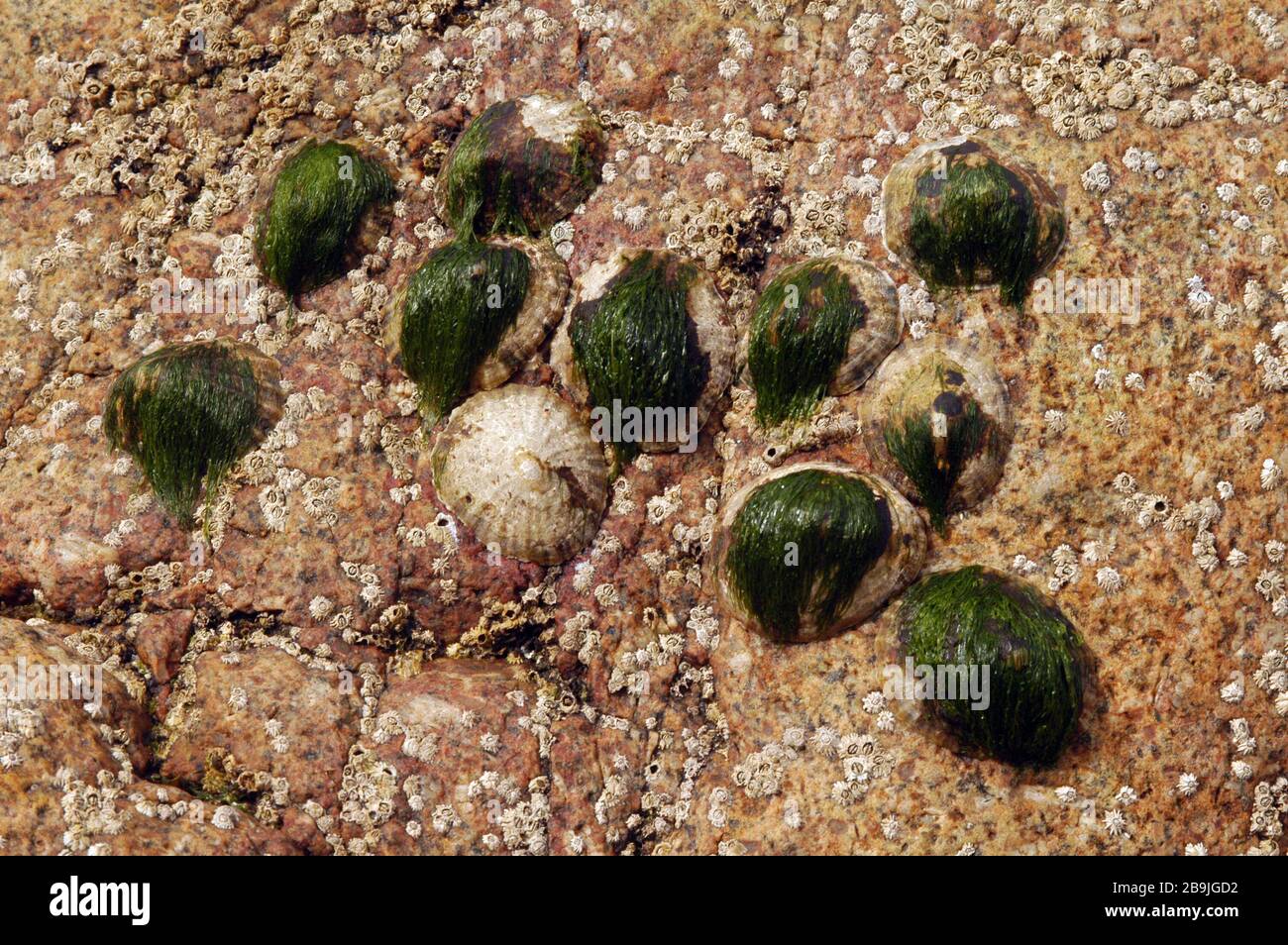 Crustanians hi-res stock photography and images - Alamy