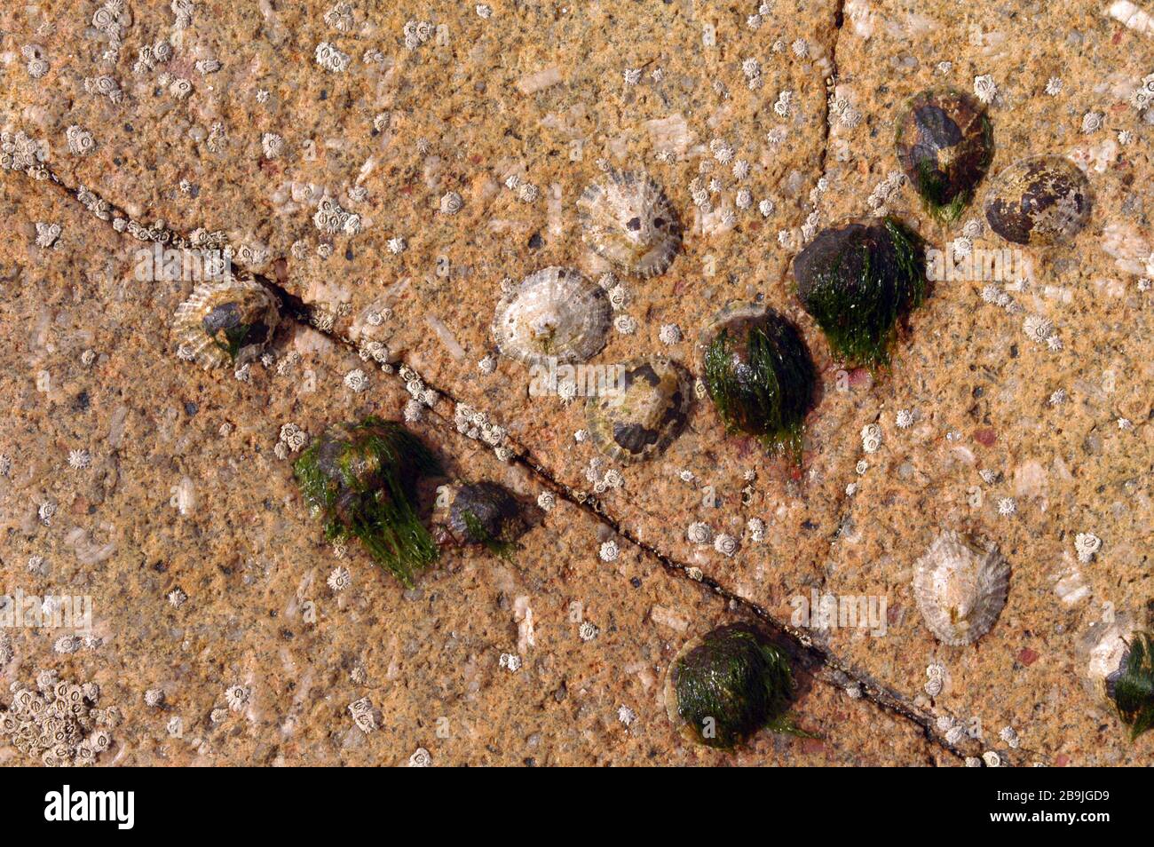 Muscles, limpets and barnacles attached to a rock along Britain's ...