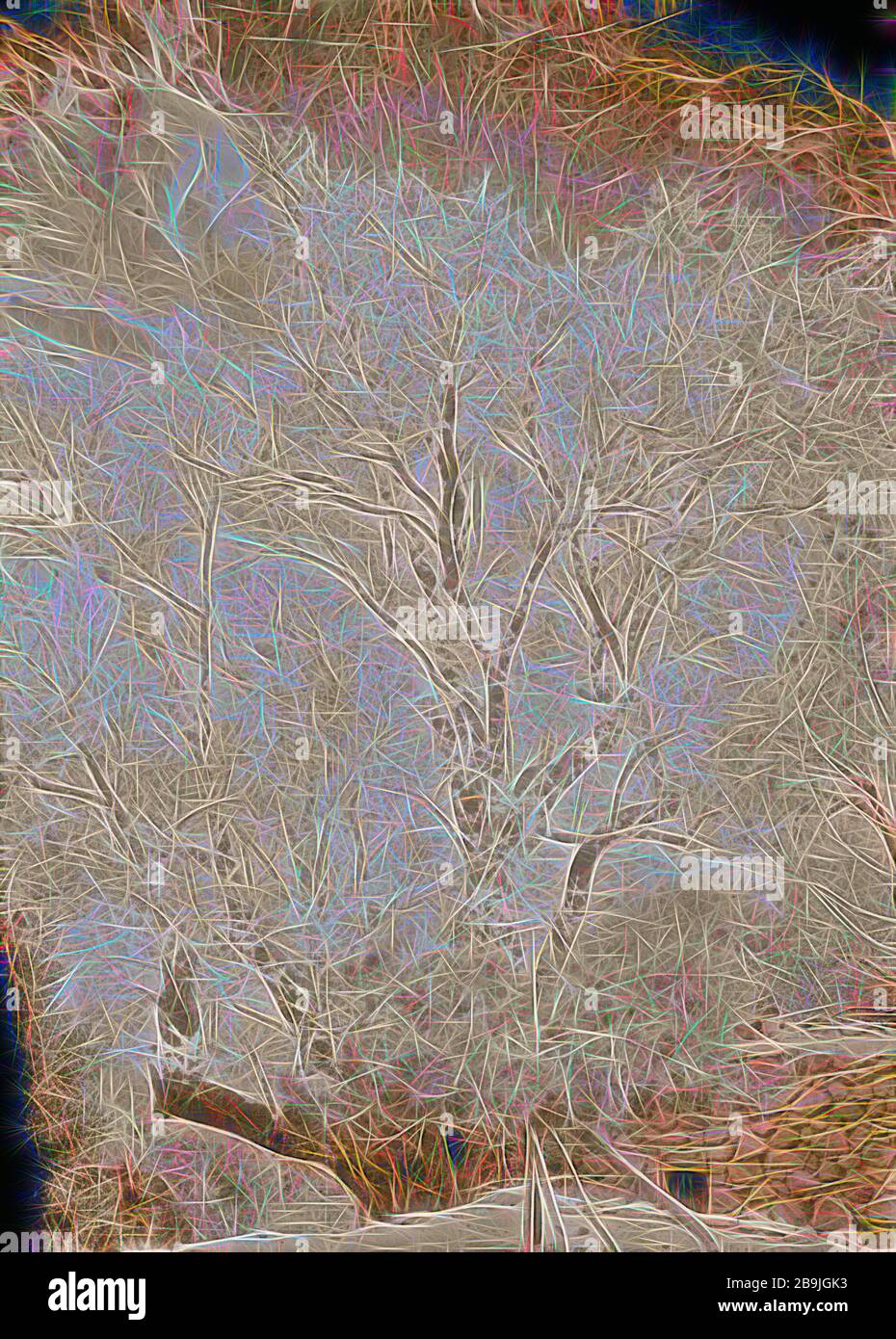 To Sinai via the Red Sea, Tor, and Wady Hebron. Almond tree in blossom ...