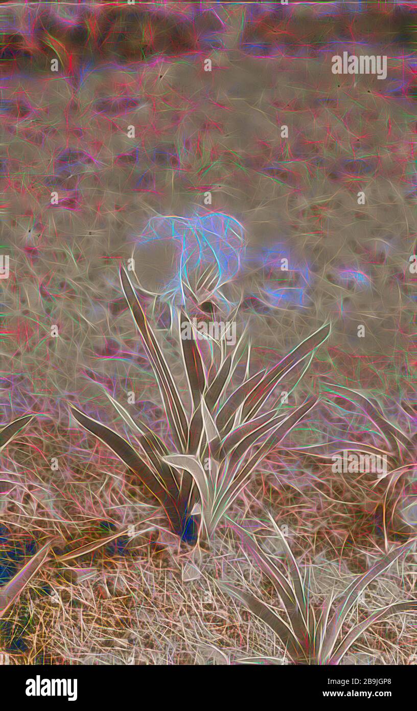 Iris flower growing outdoors; Iris flower in a bowl of water Eric ...